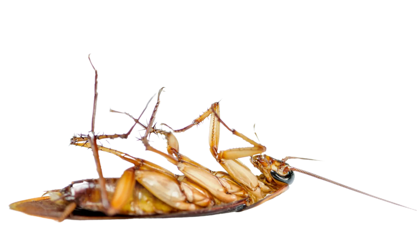About Us | Ozane Termite & Pest Control | Ozane Termite & Pest Control