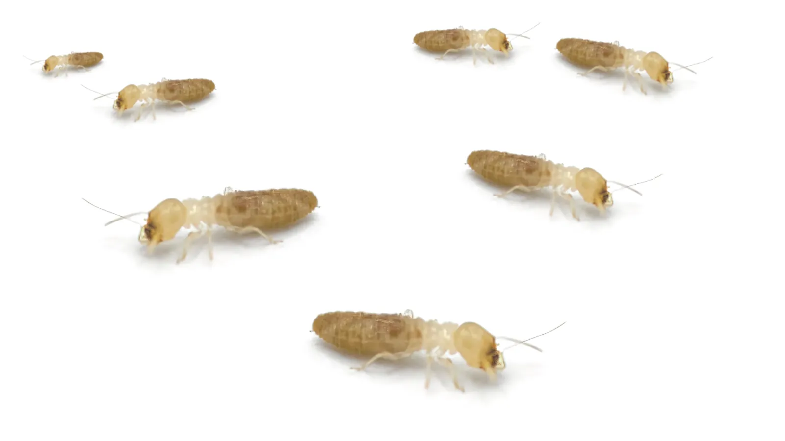 Reliable & Local Termite Control | Ozane Termite & Pest Control