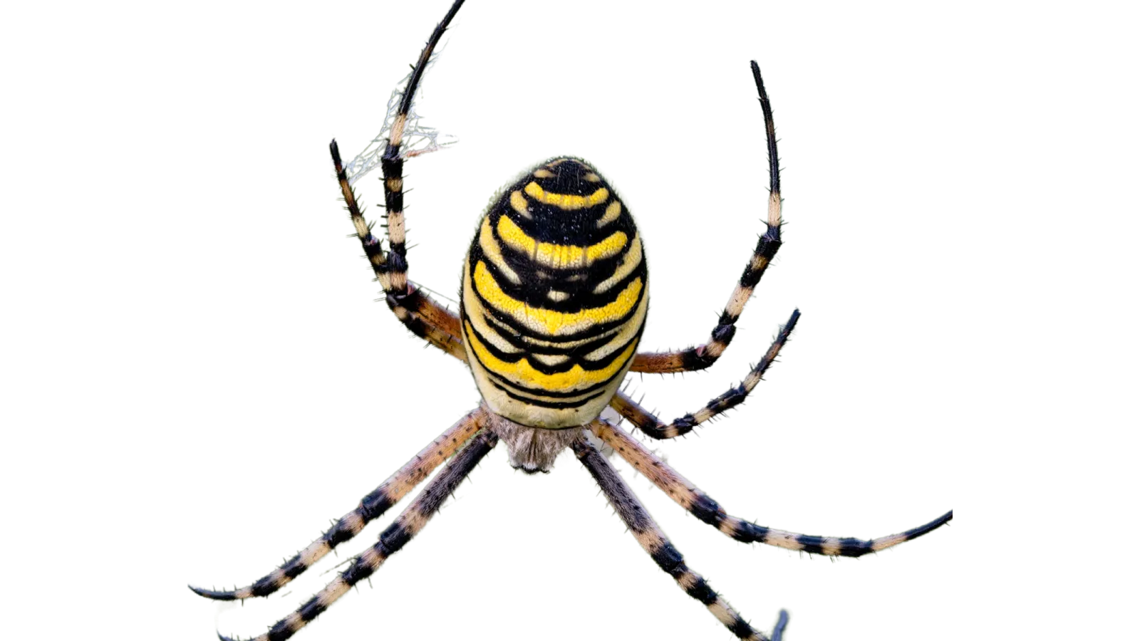 Service Area | Ozane Termite & Pest Control | Ozane Termite & Pest Control