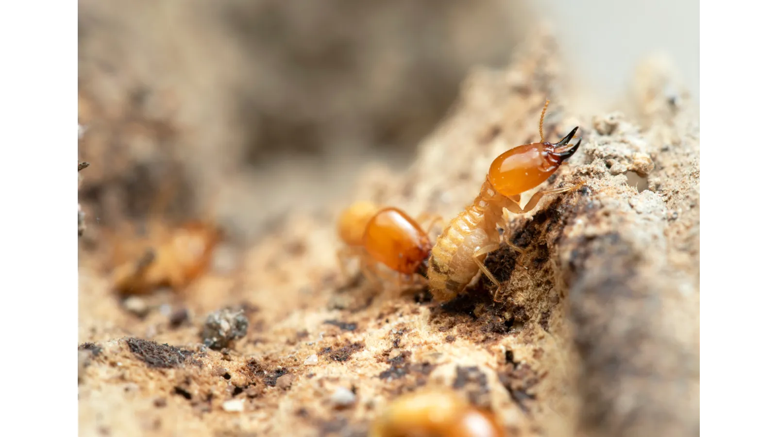 Termite Control: Prevention & Protection | Palmetto Exterminators
