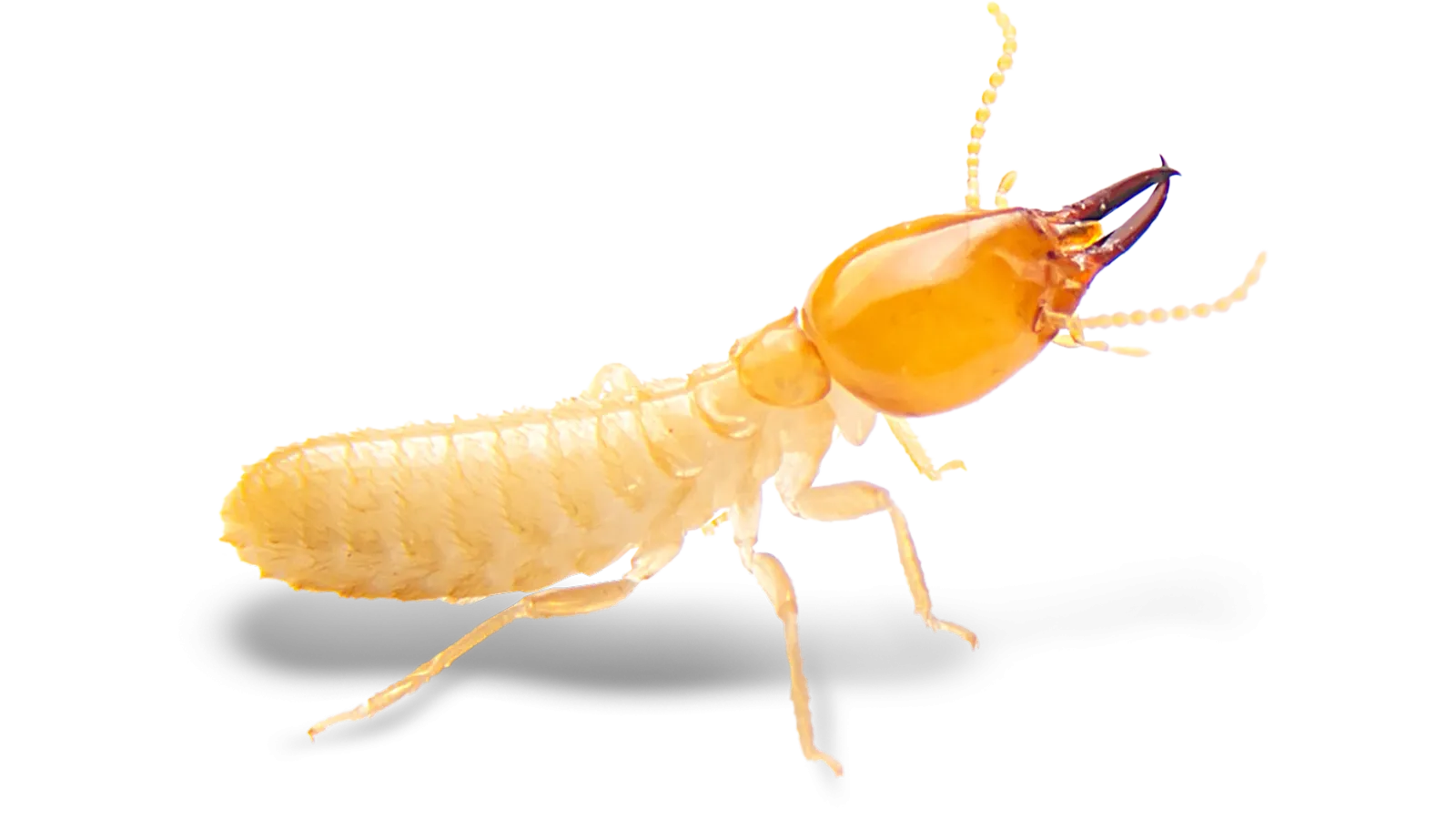 Effective Termite Control & Reliable Warranty Protection | PestNow