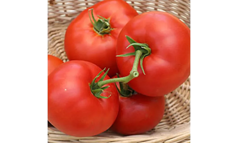 Tomato Plants | Armstrong Garden Centers