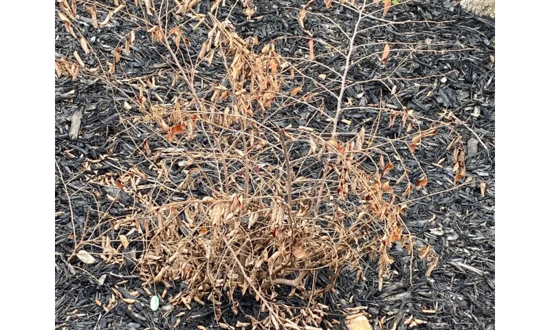 Treating Cold Damaged Plants | Pike Nurseries