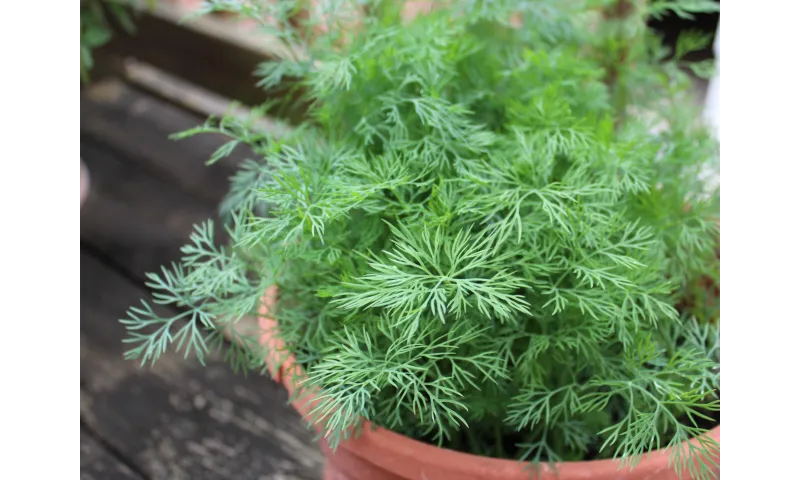 Plants for Pollinators | Pike Nurseries