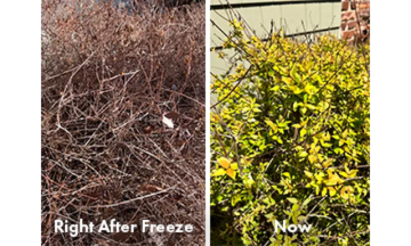 Treating Cold Damaged Plants | Pike Nurseries