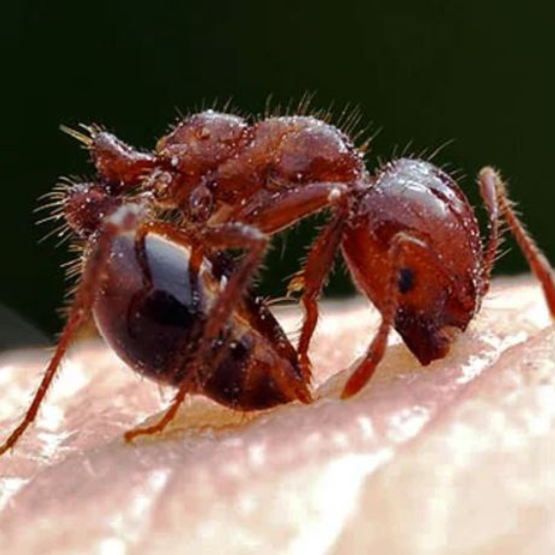 Types Of Fire Ants | Turf Masters Lawn Care