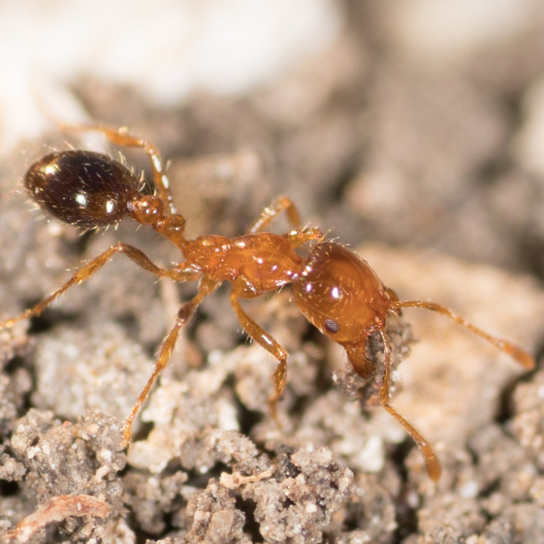 Types Of Fire Ants | Turf Masters Lawn Care