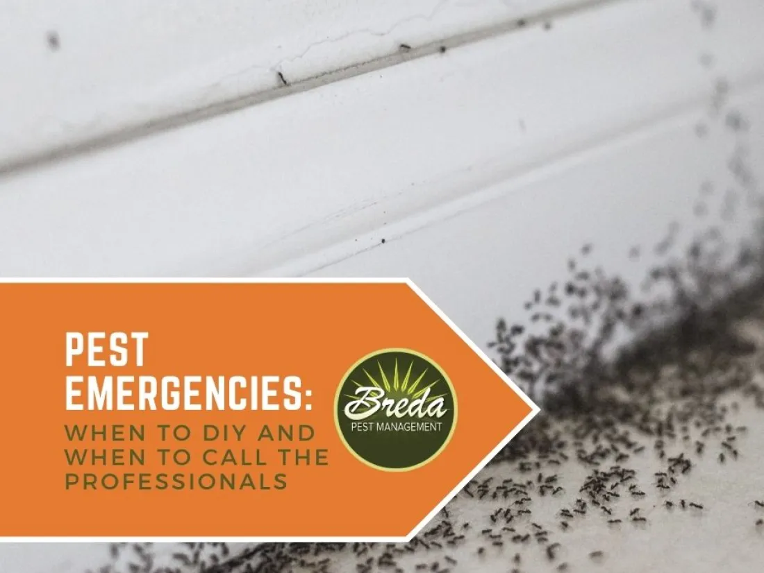 Blog | Breda Pest Management