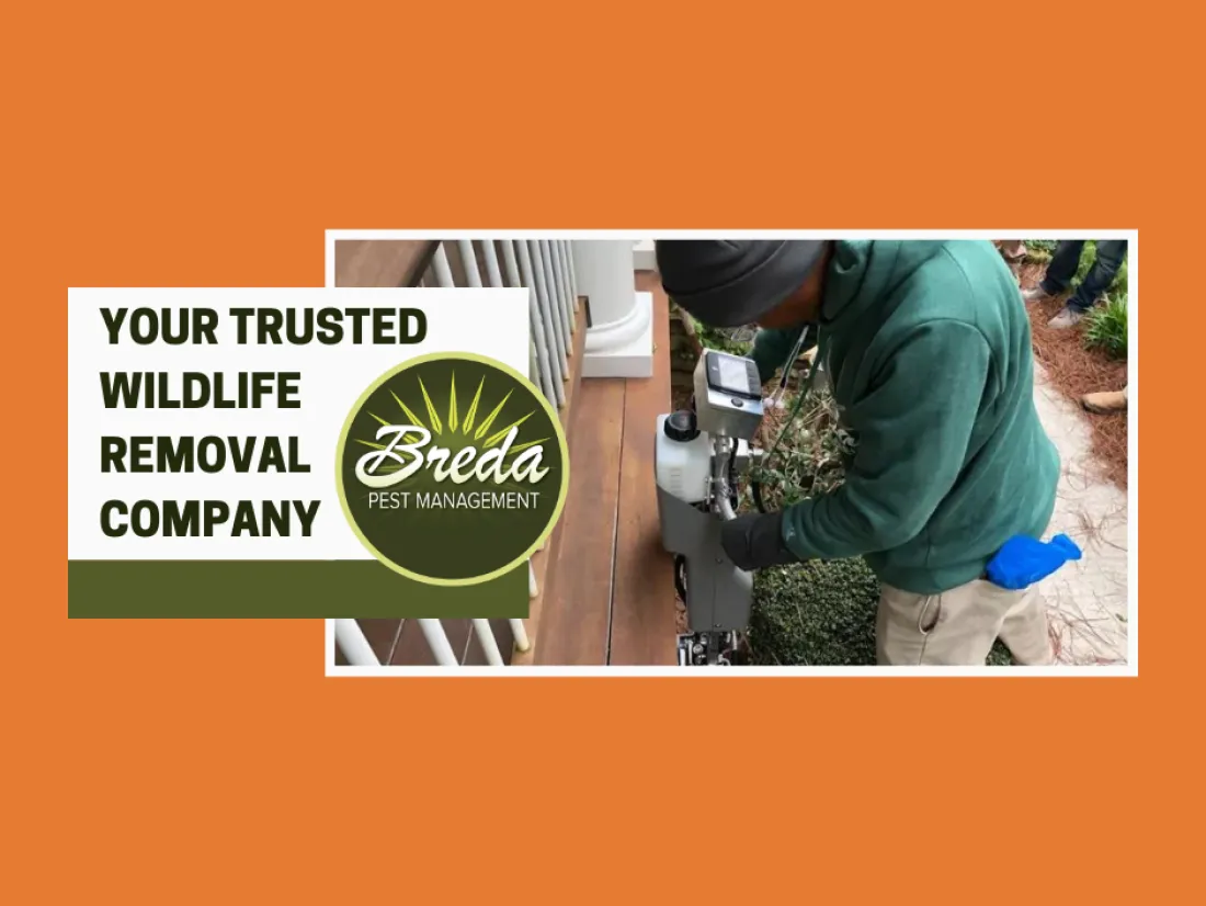 Blog | Breda Pest Management