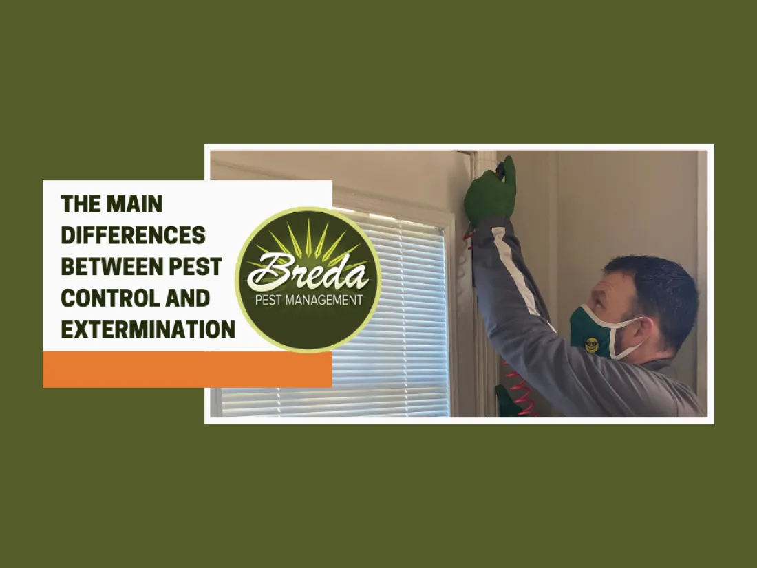 Blog | Breda Pest Management