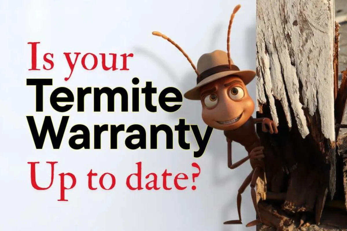 Summerville Termite Protection | Palmetto Exterminators