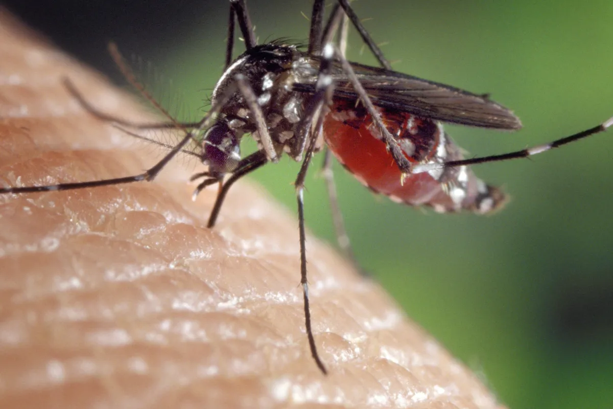 Special Pest Services | Mares Exterminating