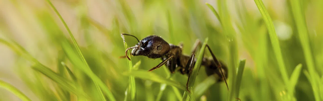 Turf Insect & Disease Control | Island Lawn Care