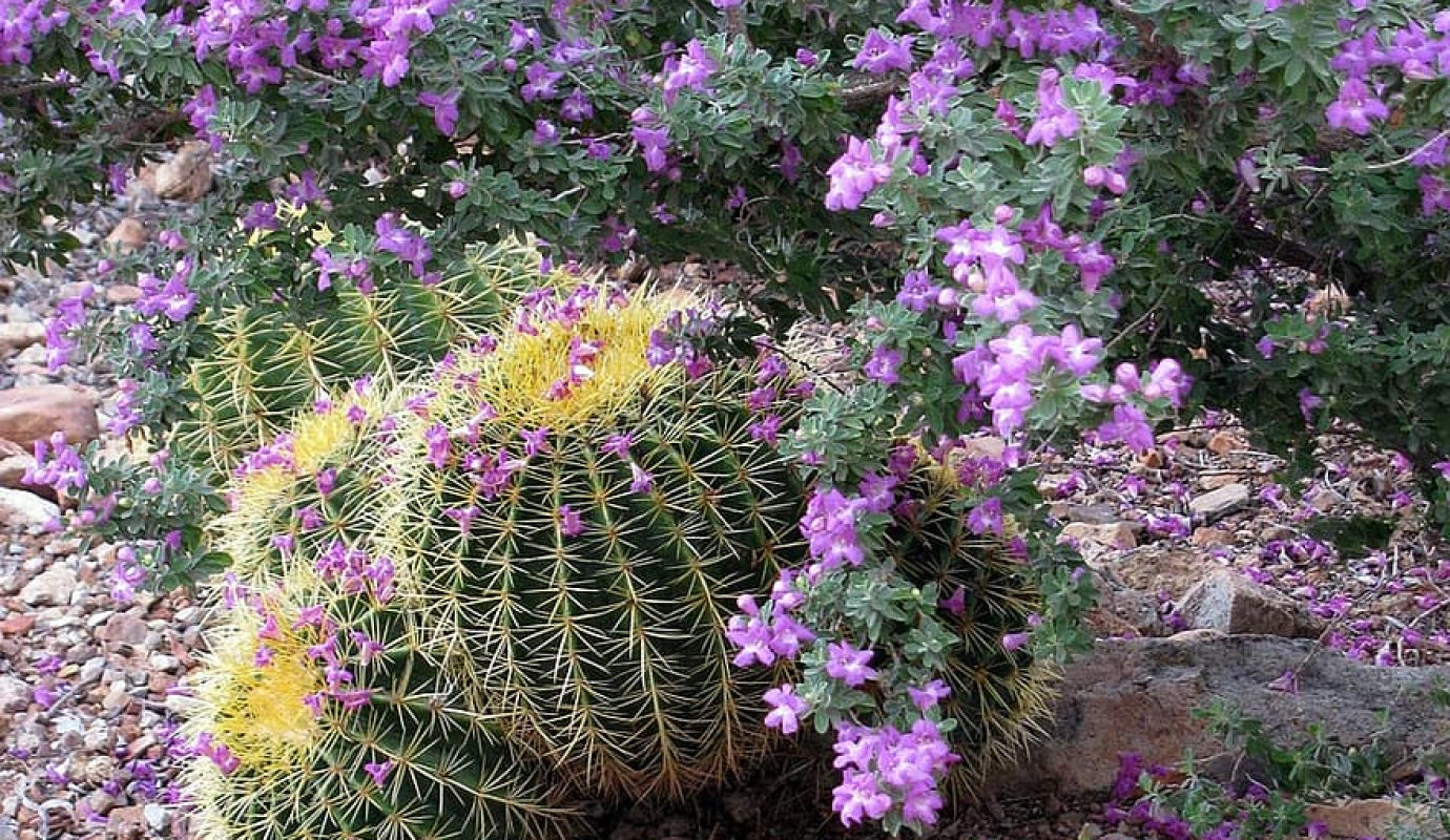 Landscape Design & Installation | Garden Supplies | Armstrong Garden ...