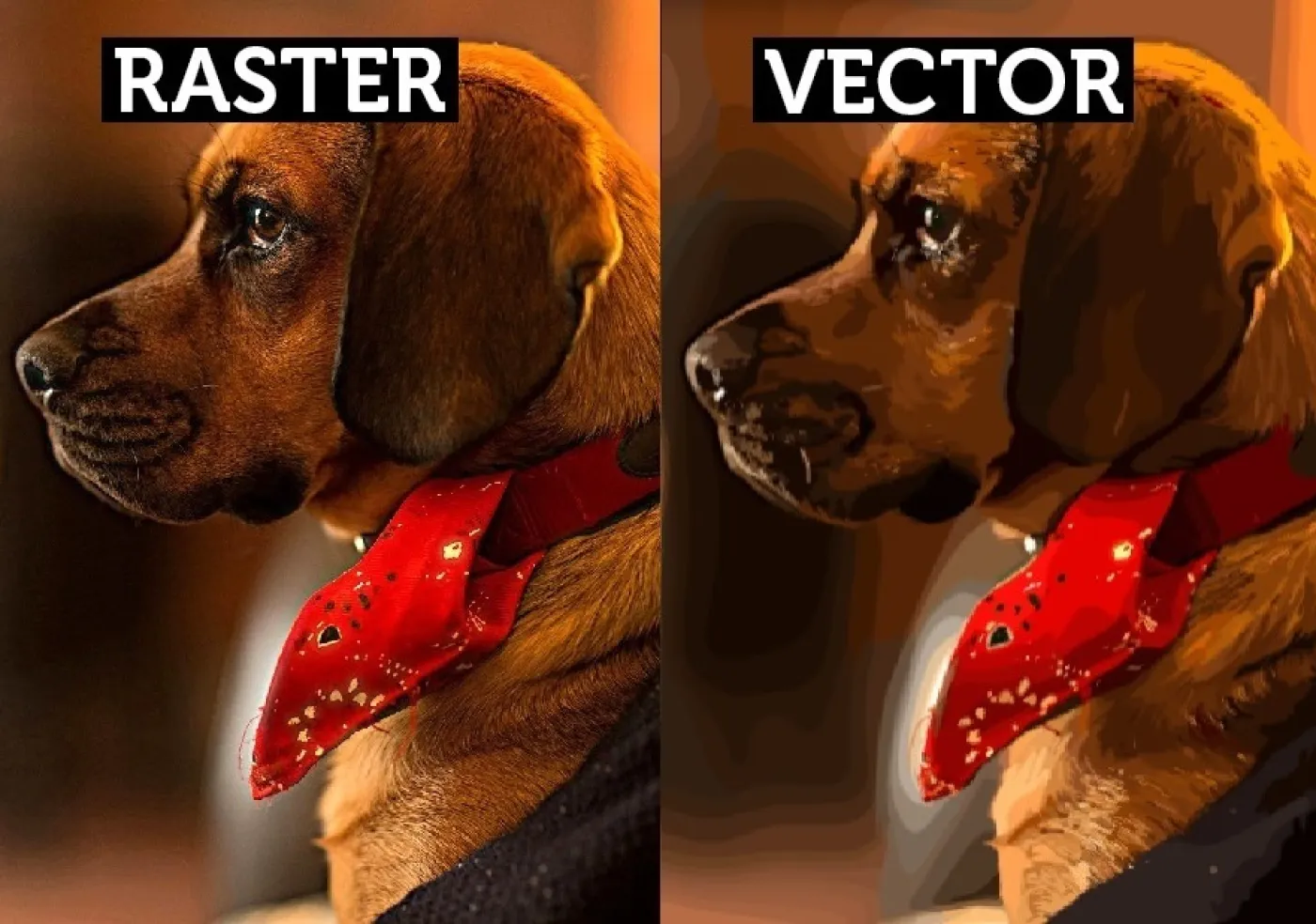 Raster Vs Vector Images The Key Differences Explained Color Vision Printing