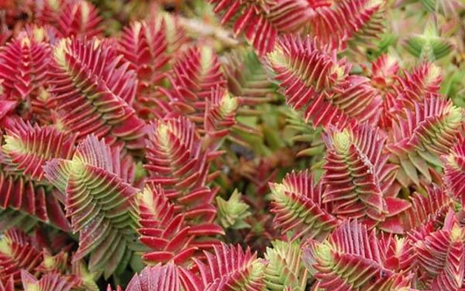 Types of Succulents | Armstrong Garden Centers