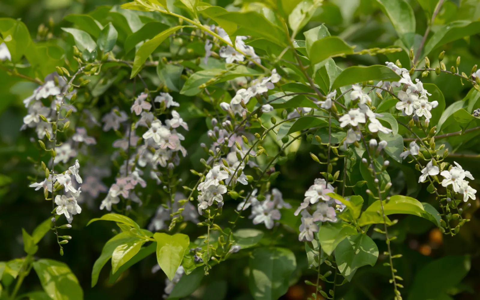Trees & Shrubs for a Moon Garden | Armstrong Garden Centers