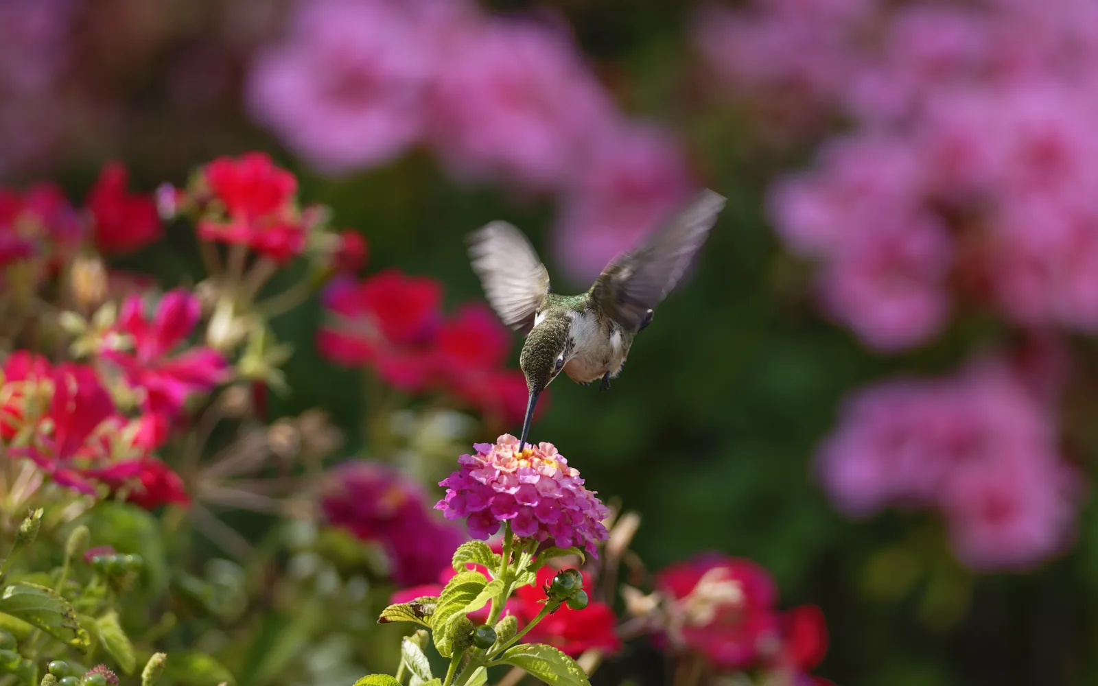 Hummingbird Haven | Armstrong Garden Centers