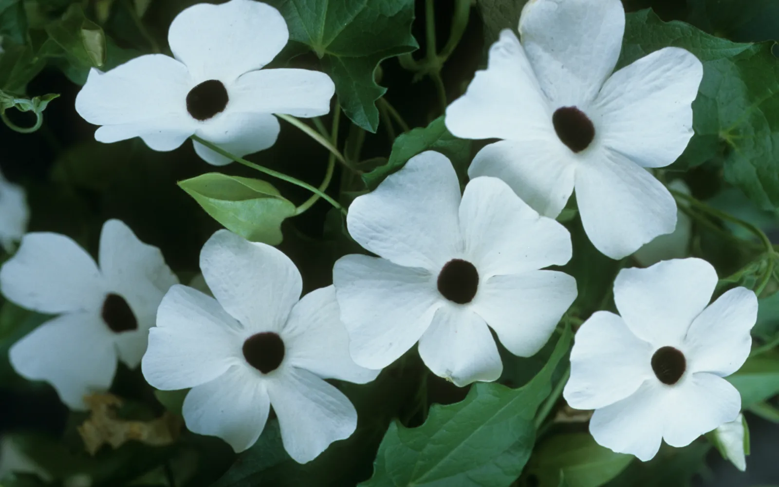 Trees & Shrubs for a Moon Garden | Armstrong Garden Centers