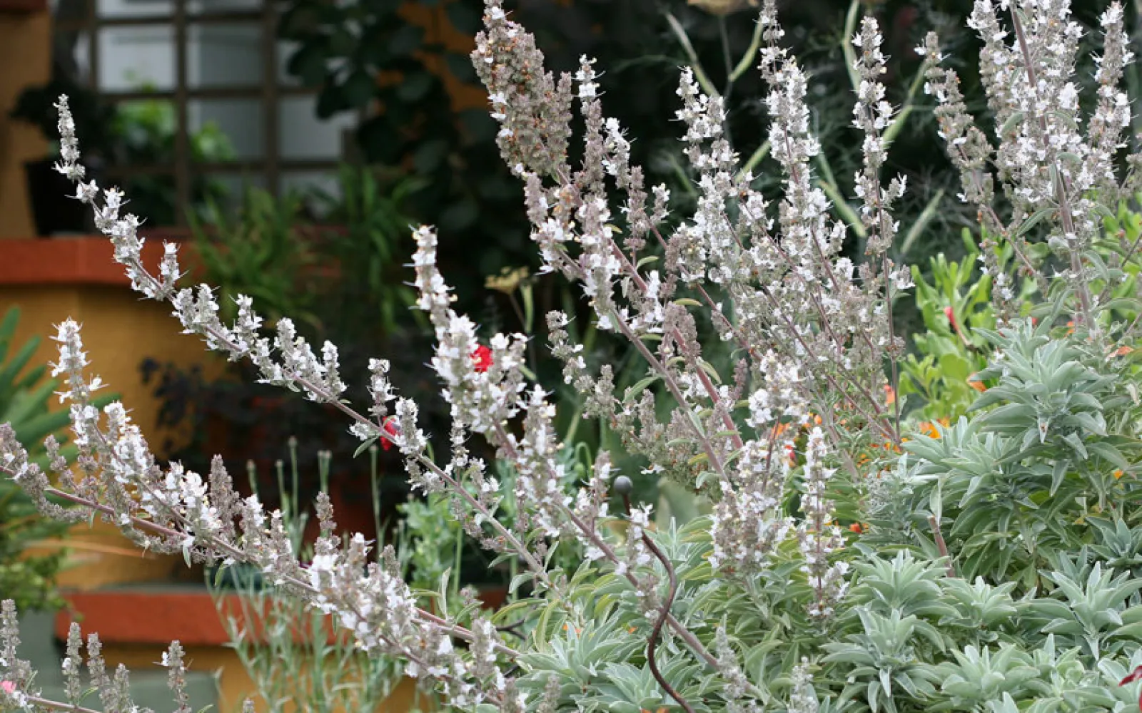 Edible Garden | Armstrong Garden Centers