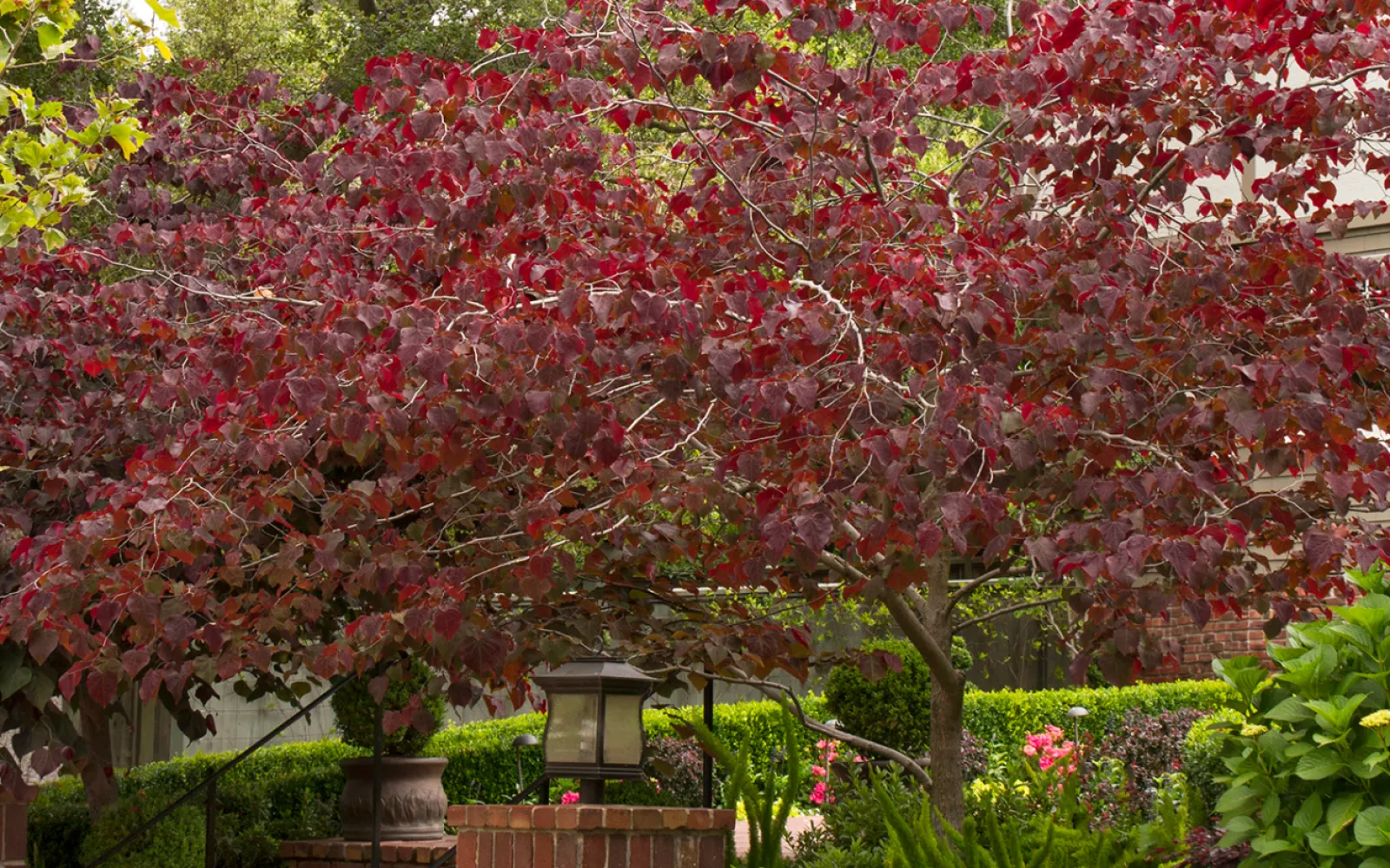 Trees & Shrubs for Fall Color | Armstrong Garden Centers