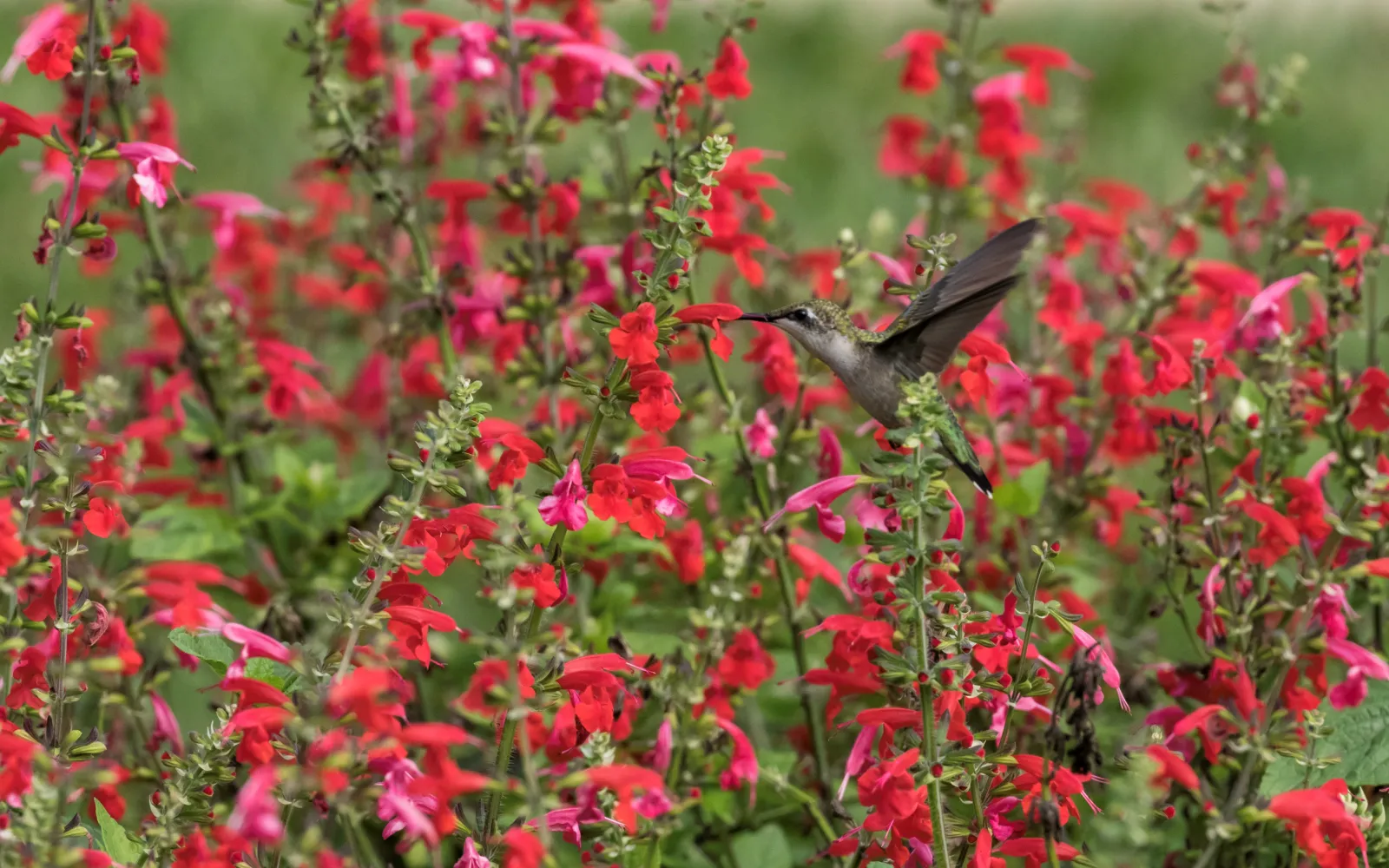 Hummingbird Haven | Armstrong Garden Centers