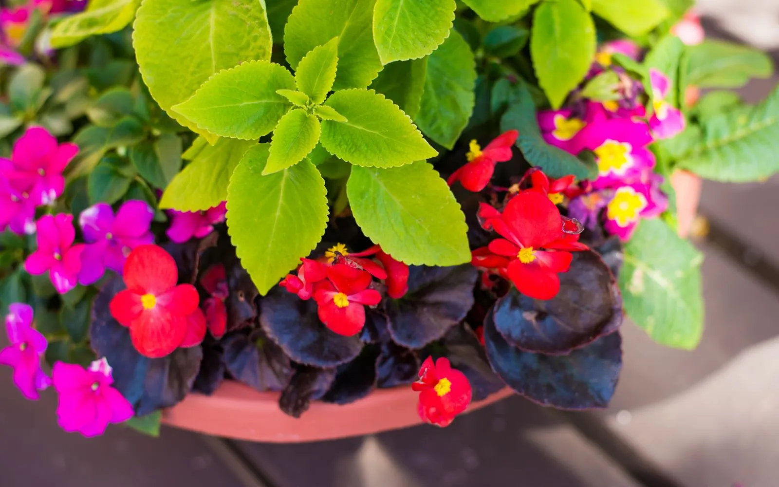 Garden Annuals & Perennials | Armstrong Garden Centers