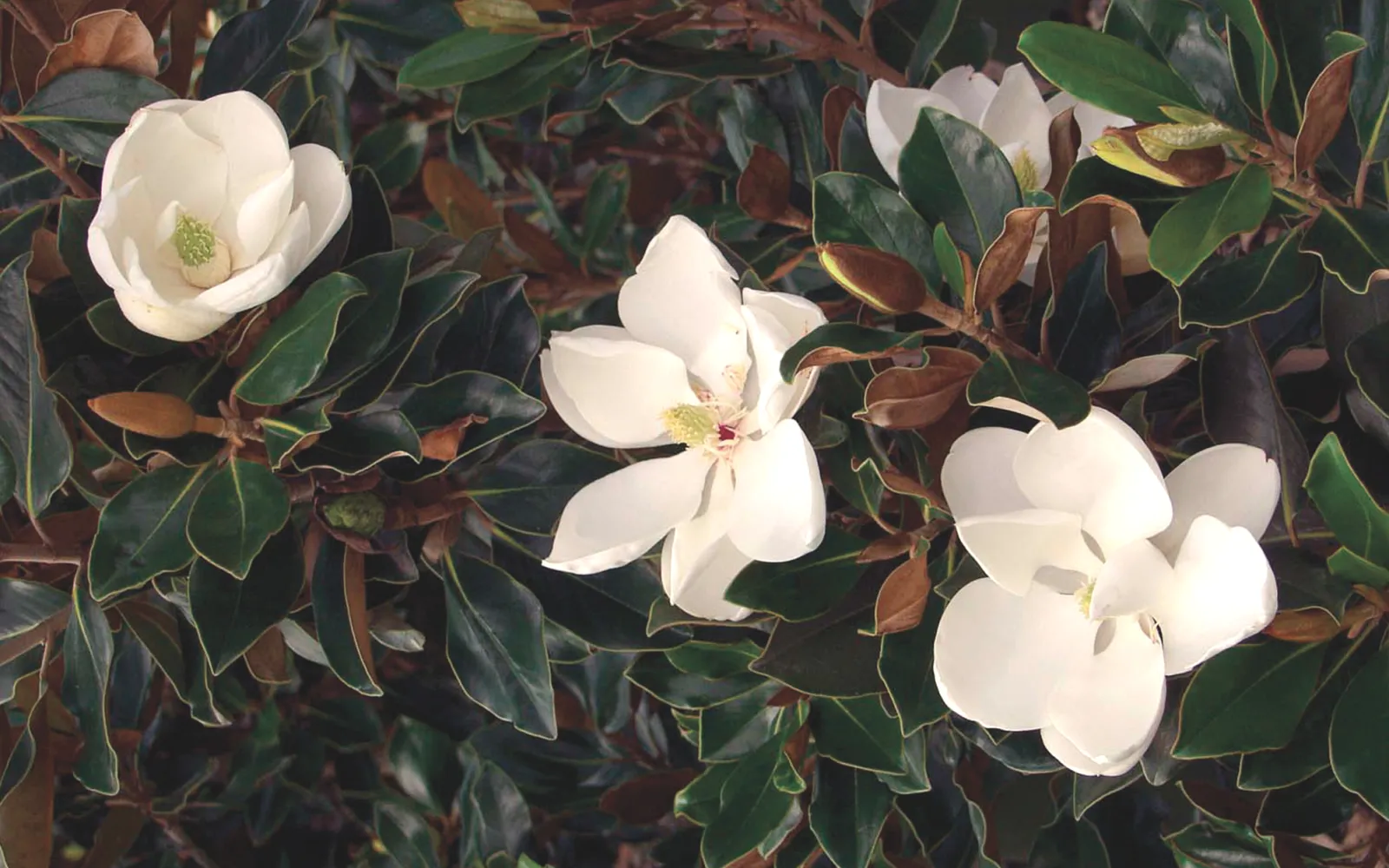 Trees & Shrubs for Privacy | Armstrong Garden Centers