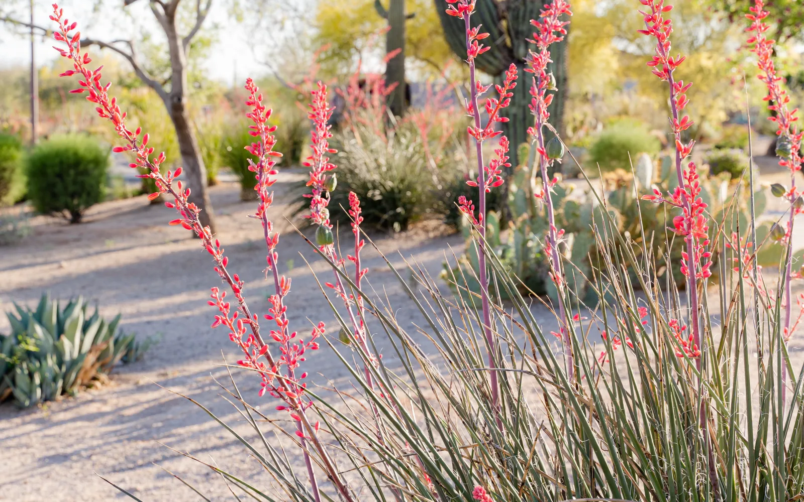 Hummingbird Haven | Armstrong Garden Centers