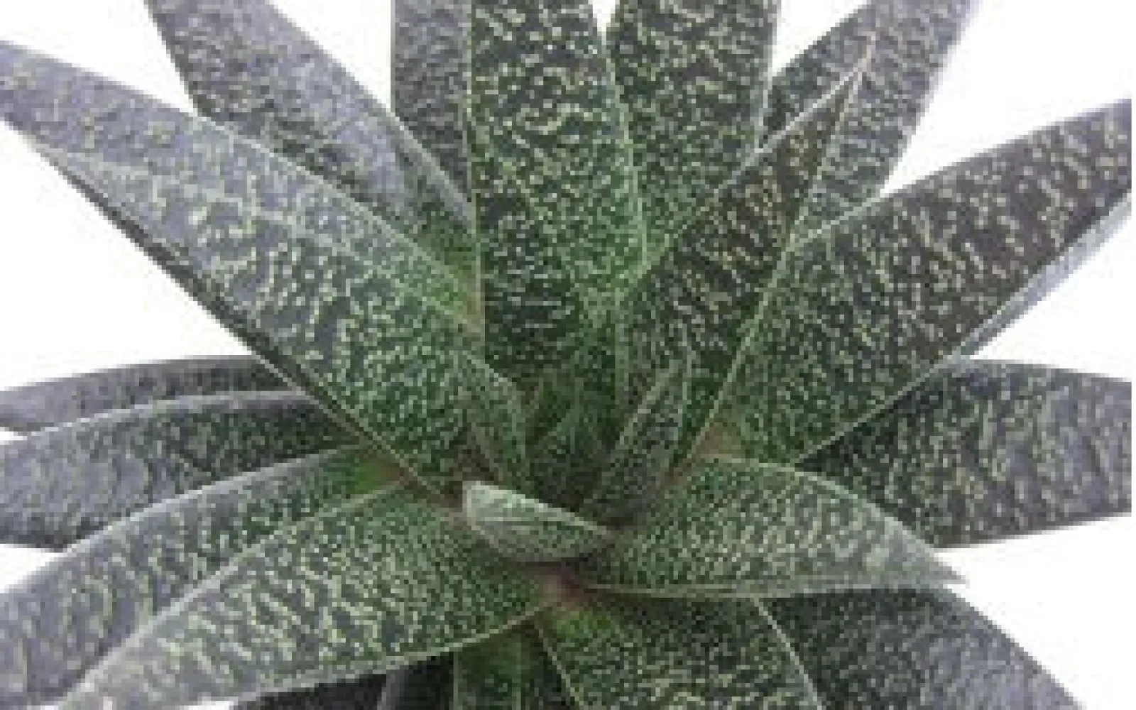 Types of Succulents | Armstrong Garden Centers