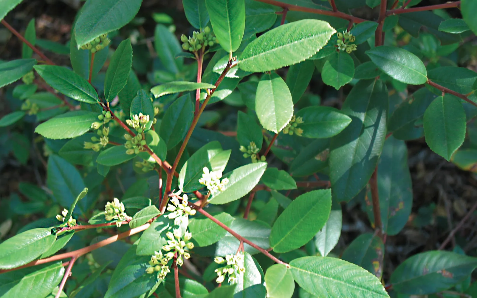 Native Plants | Armstrong Garden Centers