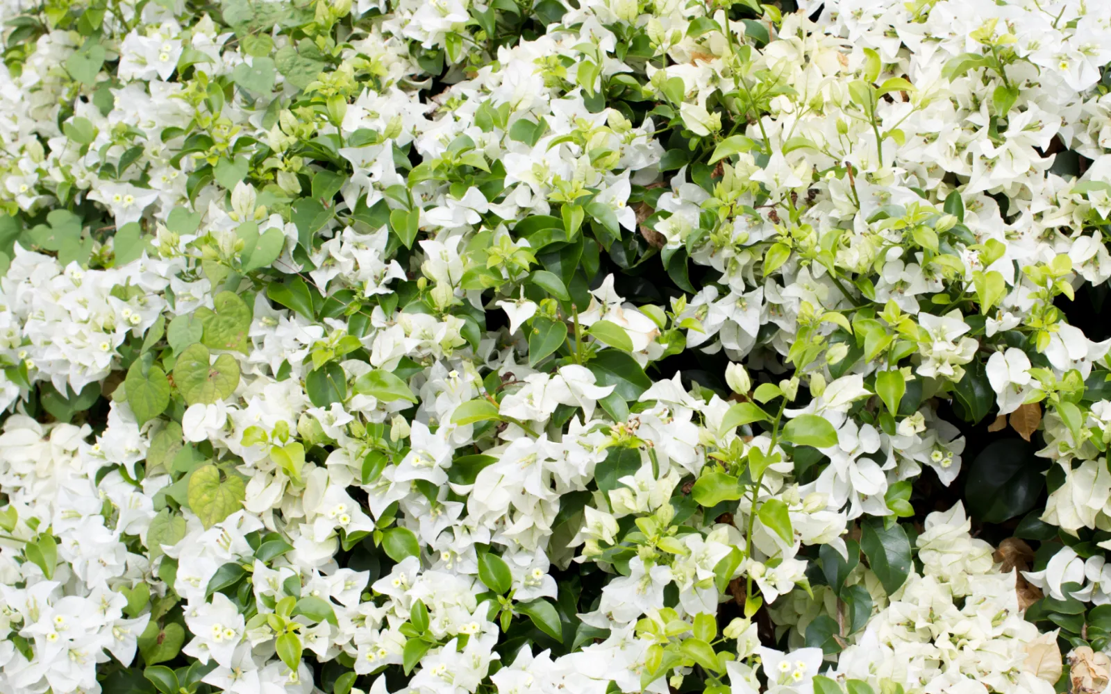 Trees & Shrubs for a Moon Garden | Armstrong Garden Centers