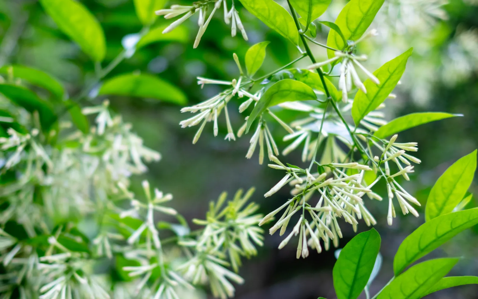 Trees & Shrubs for a Moon Garden | Armstrong Garden Centers