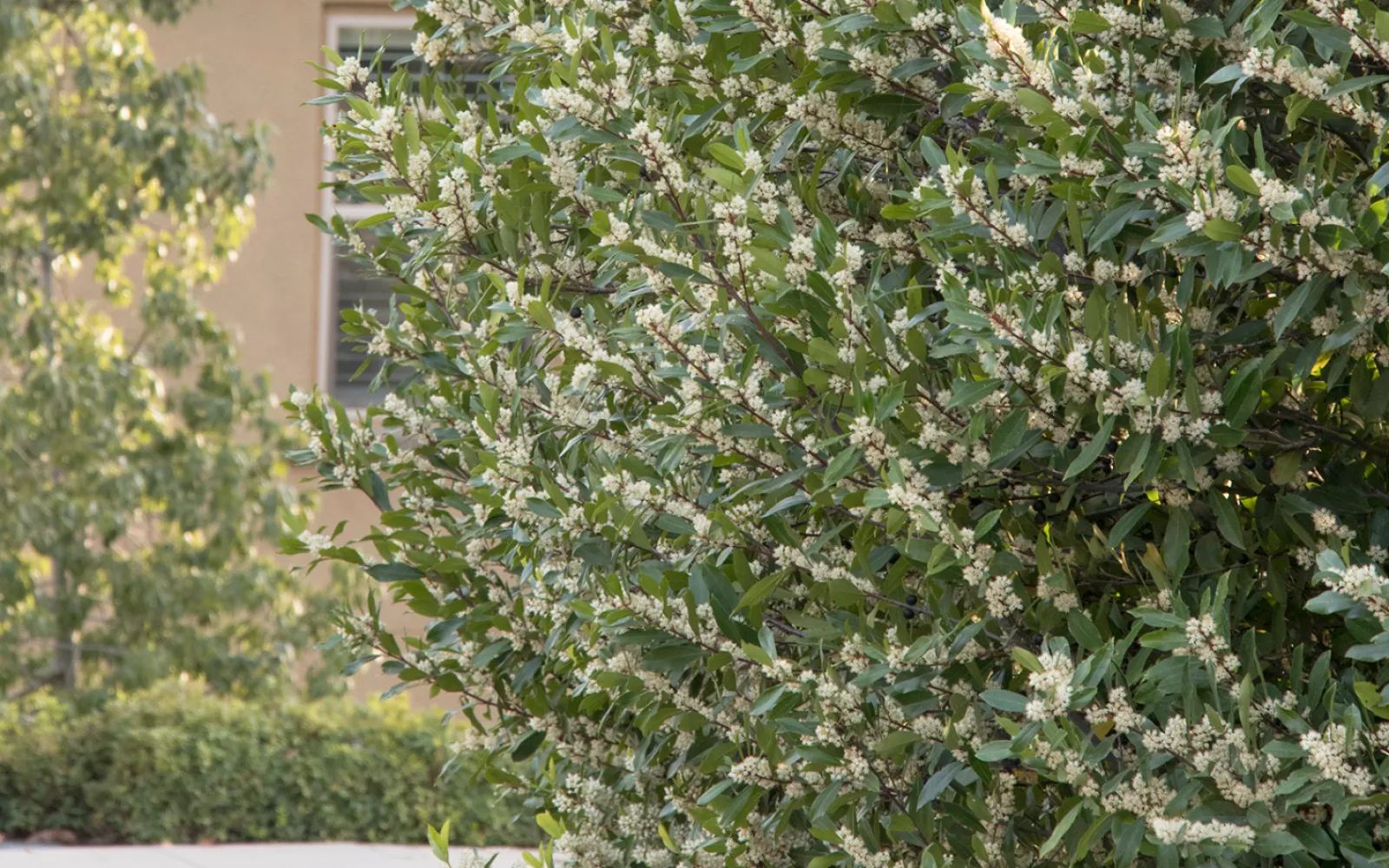 Trees & Shrubs for Privacy | Armstrong Garden Centers