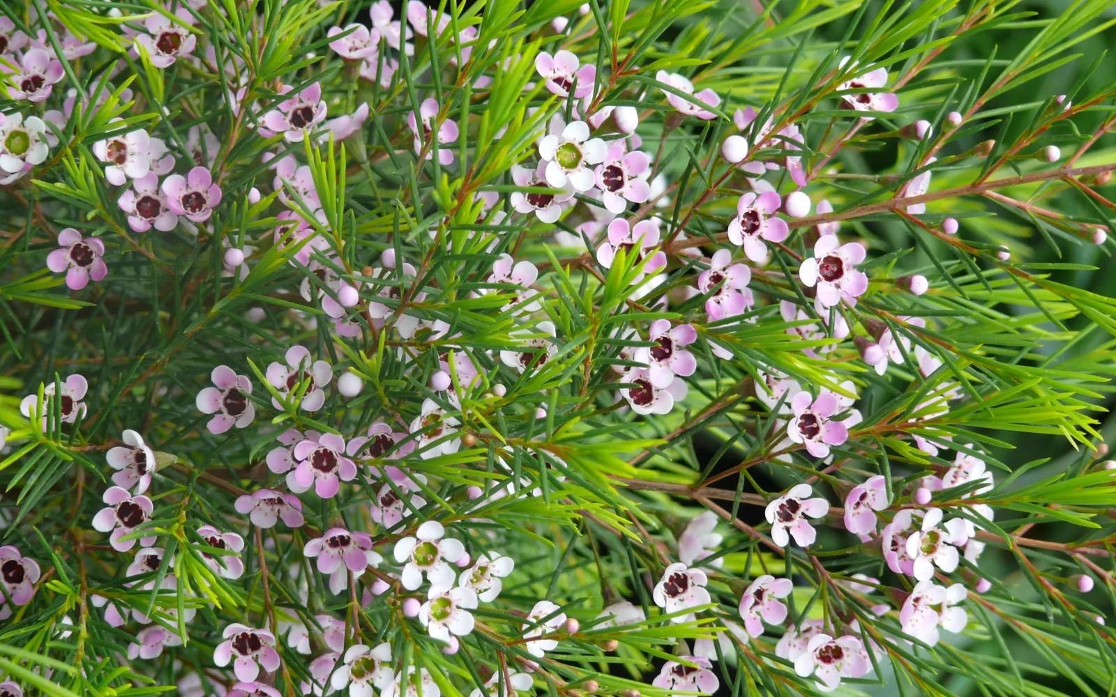 Trees & Shrubs for a Moon Garden | Armstrong Garden Centers