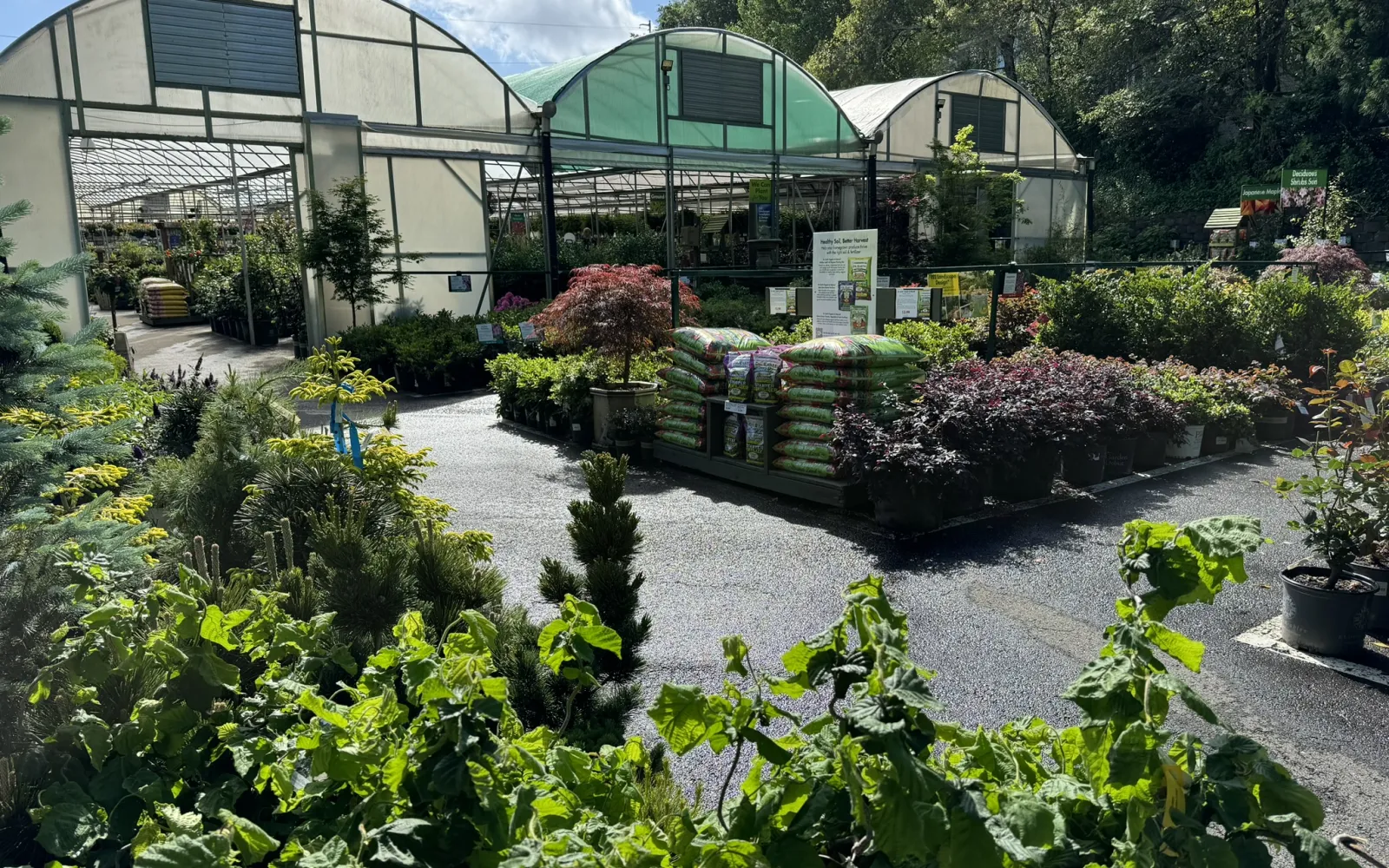 Pike Nurseries Garden Center & Landscape Design Buckhead, Atlanta, GA ...
