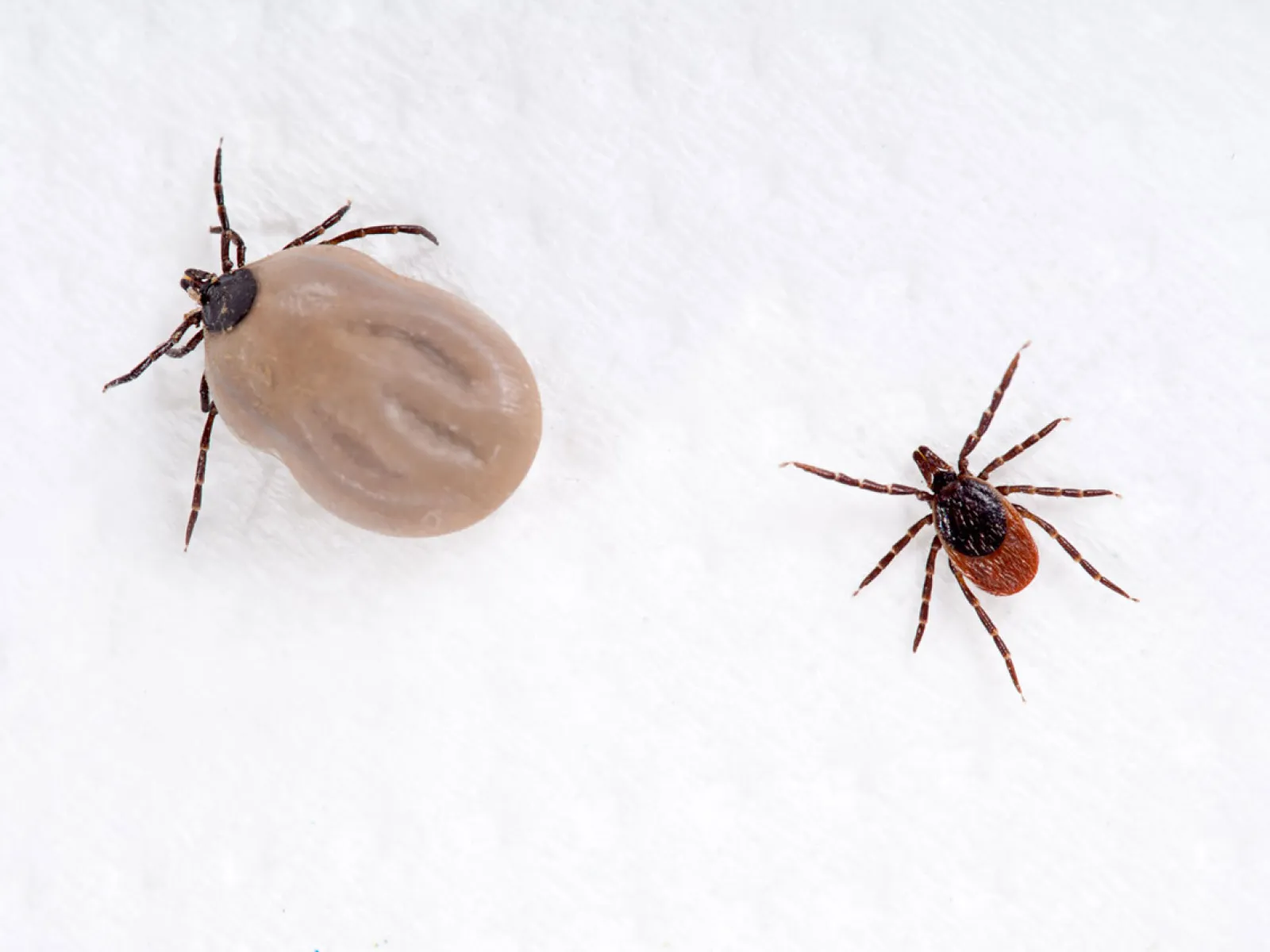 Mosquito & Tick Diseases Transmitted | Palmetto Exterminators