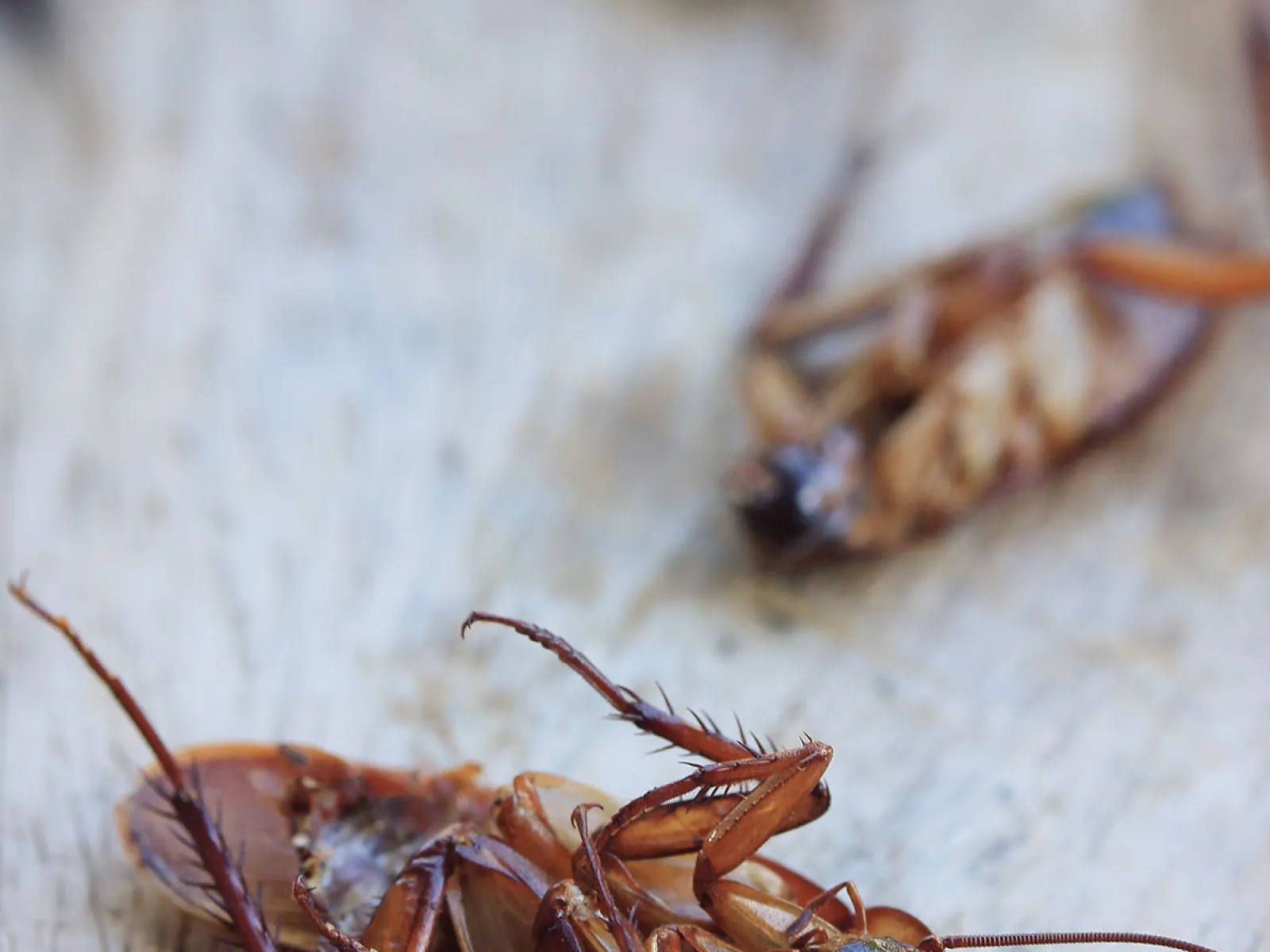 Signs Of American Cockroaches | Palmetto Exterminators