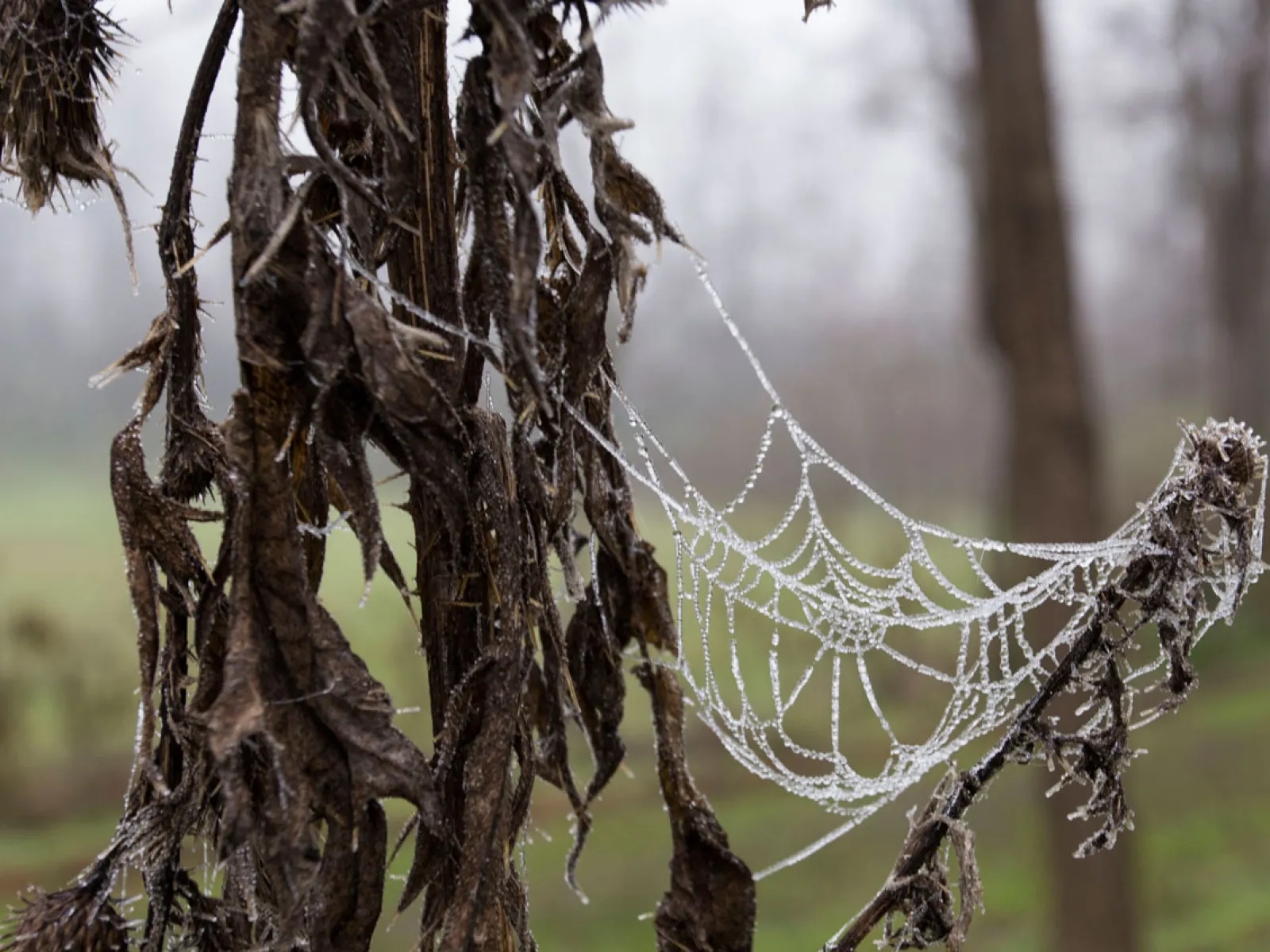 How to Prevent Winter Spider Invasions | Palmetto Exterminators