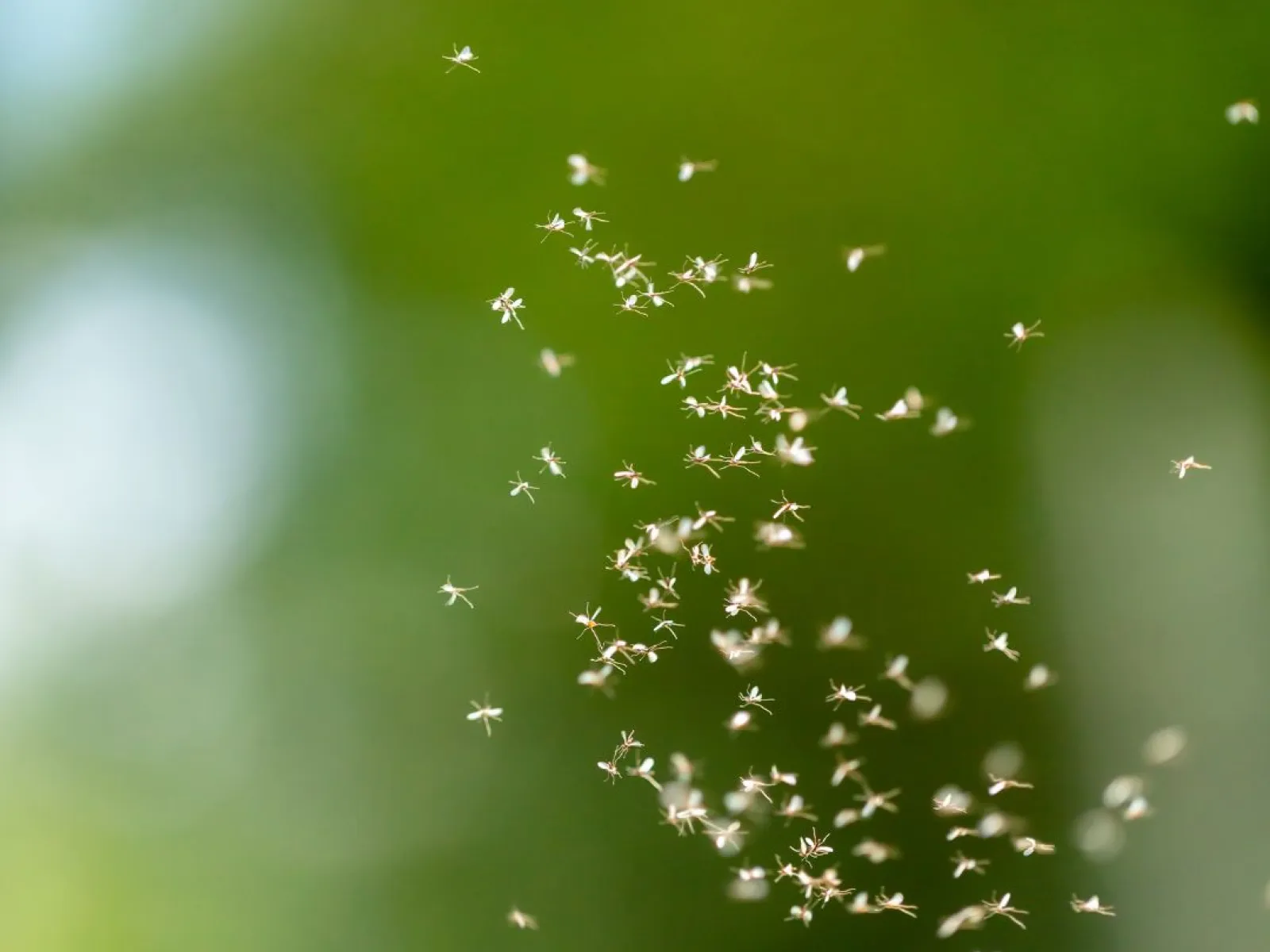 Gnats and No-See-Ums | Palmetto Exterminators