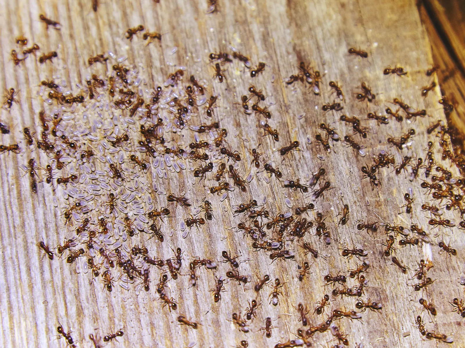 Harmful Effects of Common Pests | Mares Exterminating