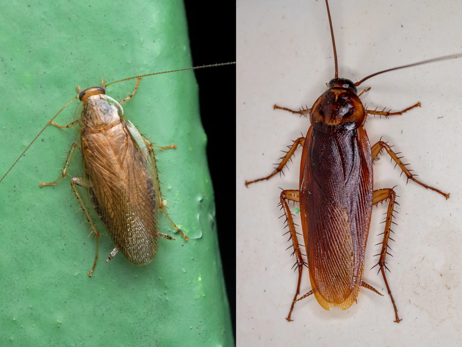 German VS. American Cockroaches | Preferred Pest Control