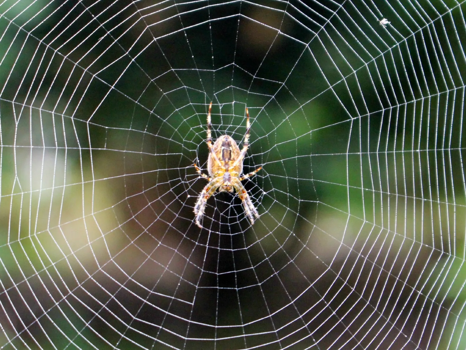 How Spiders Create Cobwebs | Preferred Pest Control