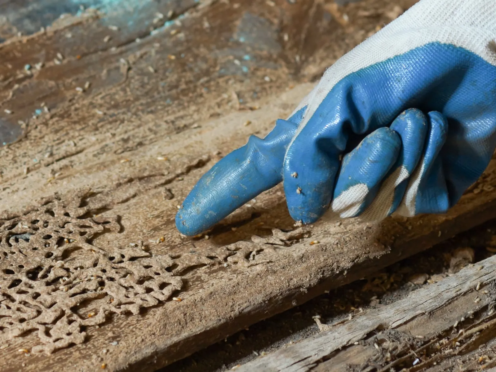 Seeking Termites? Seek An Exterminator | Mares Exterminating