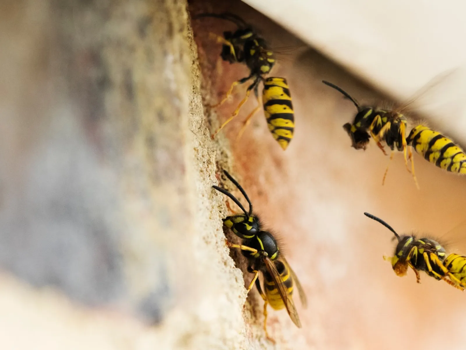 Get Rid Wasps on Your Property | Mares Exterminating