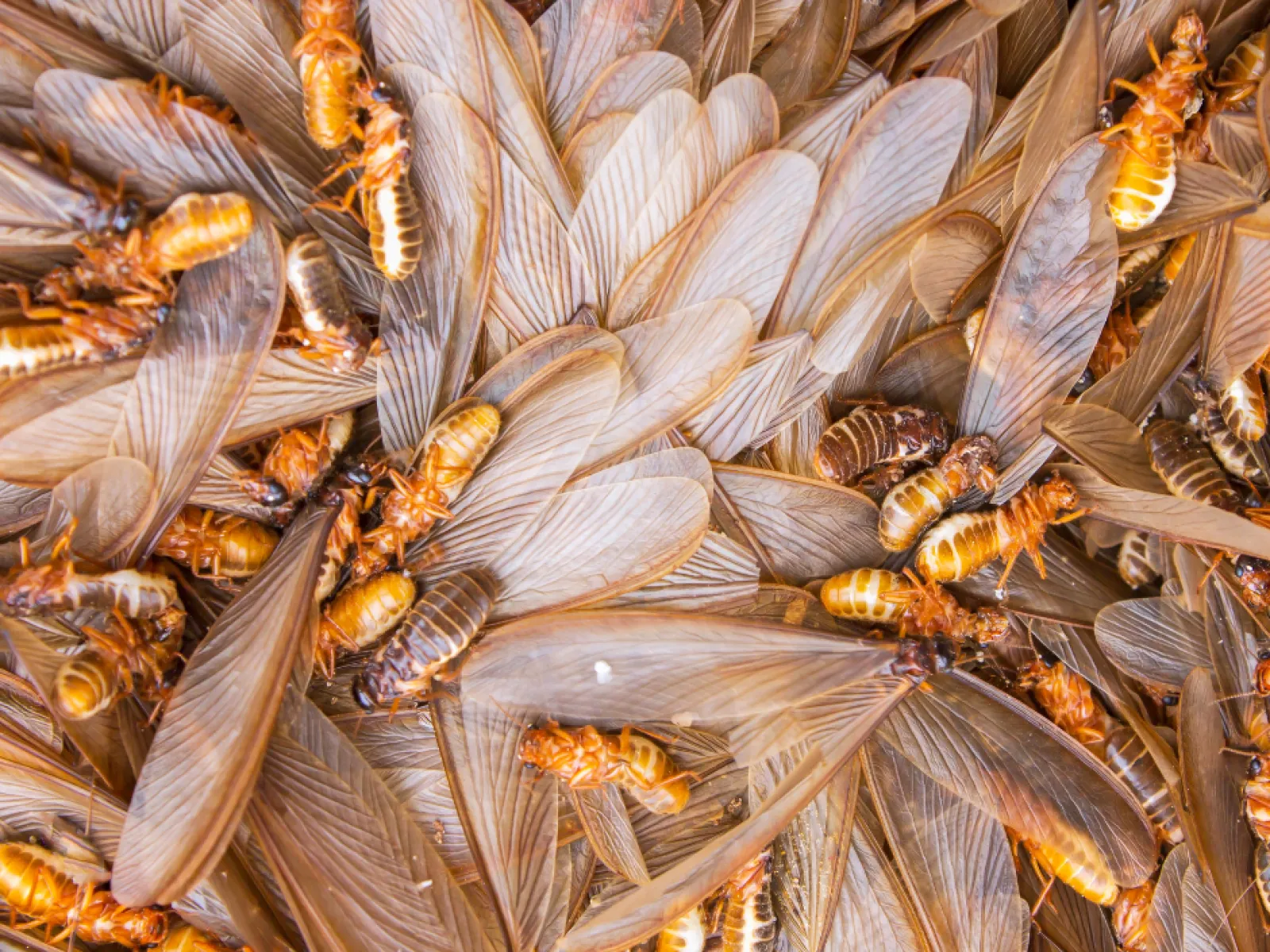 Termite Swarming in Virginia