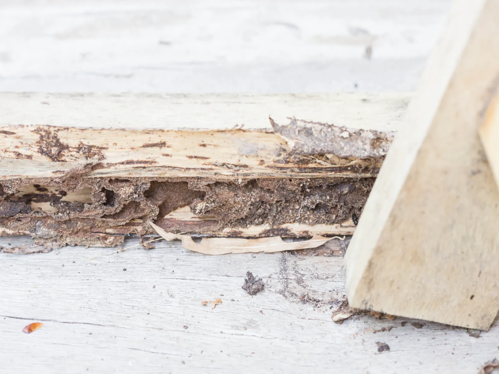 Termite Awareness Signs & Prevention Tips | Preferred Pest Control