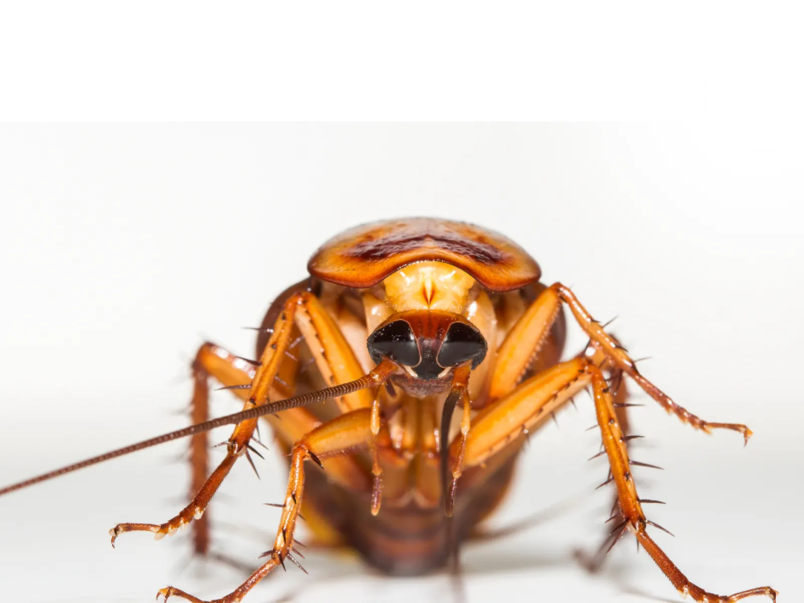 Interesting Facts About Cockroaches | Palmetto Exterminators