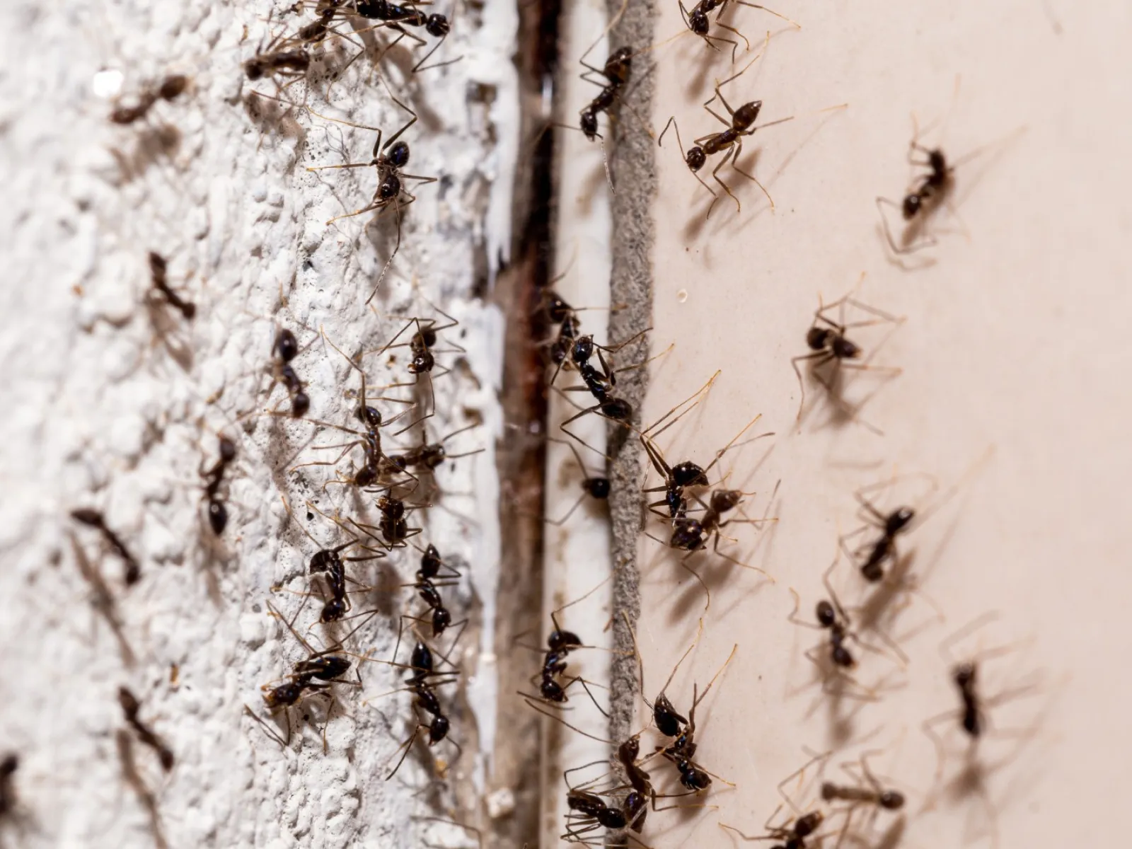 How to Tell if You Have an Ant Infestation
