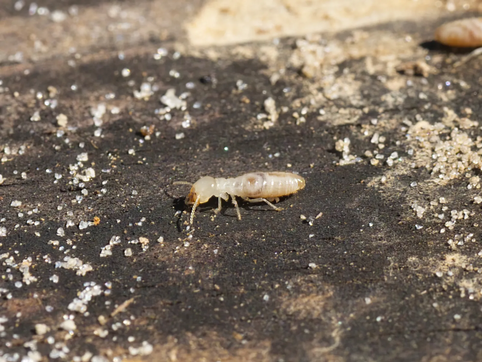 How Moisture Control Can Protect Your Home from Termites | Ozane ...